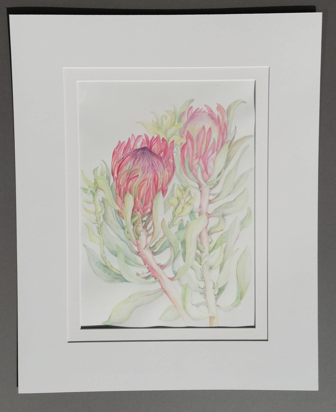 Protea sp. - Maiden Africa Shop